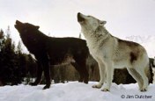 Sawtooth Wolves